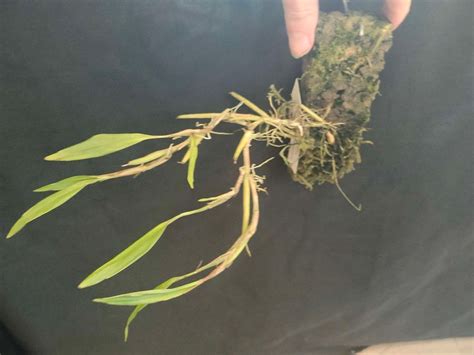 Orchids Orchid Botanics 2 3