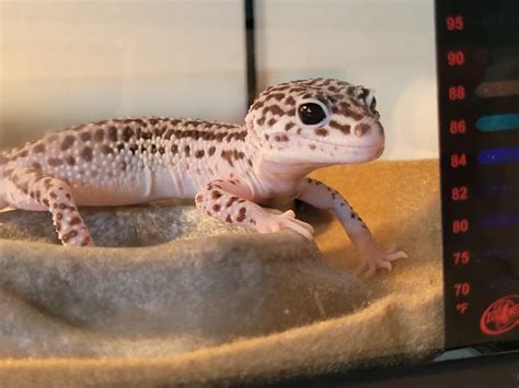 I Got A Super Snow Leopard Gecko Recently So Here He Is R Leopardgeckos