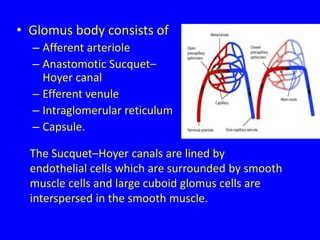 Ppt Glomus Tumor Of Pulp Of Right Middle Finger Ppt