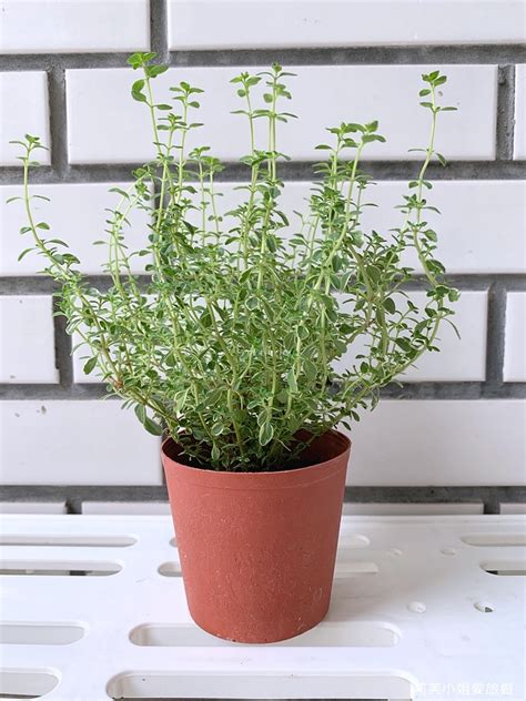 園藝 適合居家栽培跟料理食譜入菜的7種香草植物及4款觀葉植物種植分株、水培心得 莉芙小姐愛旅遊