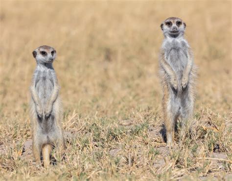 El Mundo De La Suricata Características Hábitat Y Curiosidades