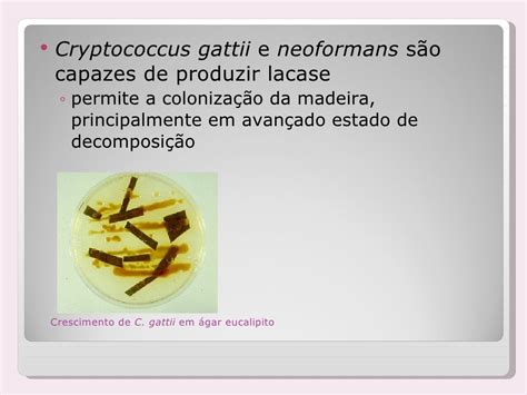 Cryptococcus Gattii