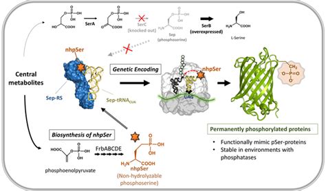 Addgene Permaphos Kit