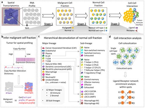 Nat Commun｜肿瘤空间转录组数据辅助分析工具——spacet，可准确预测细胞空间分布 知乎