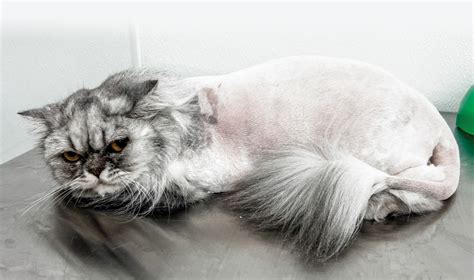 What Happens After My Cat Is Shaved” A Guide To Owner Education