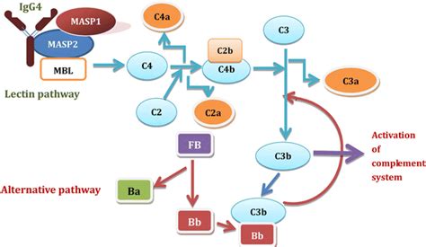 Diagram Of The Activation Of Lectin Pathway And Alternative Complement Download Scientific