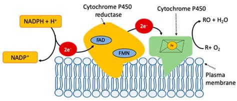 Antioxidants Free Full Text Role Of Cytochrome P450 Enzymes In Plant Stress Response
