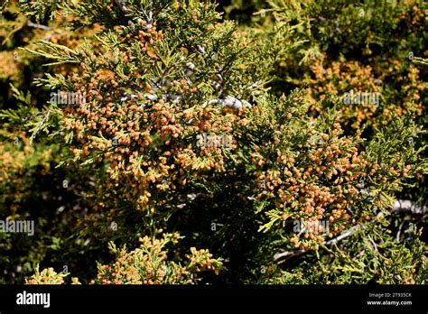 Savin Juniper Juniperus Sabina Is A Poisonous Prostrate Shrub Native