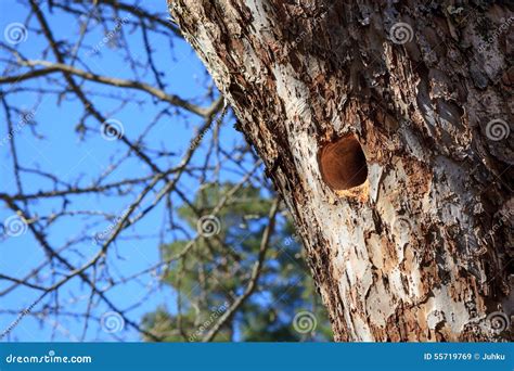 Nido Del Picchio In Di Melo Immagine Stock Immagine Di Luminoso
