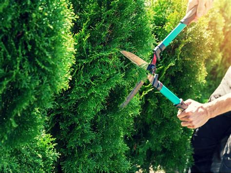 Cutting Back Conifer Trees Tips For Pruning A Conifer