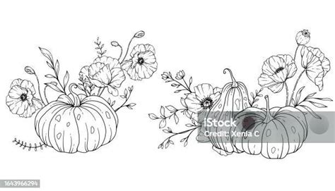 야생화 라인 아트 일러스트레이션이 있는 호박 호박 배열 윤곽 손으로 그린 그림 호박과 색칠 공부 페이지입니다 추수 감사절 호박과 양귀비 세트 추수 감사절 호박 세트 가을에