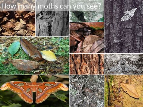 Variation And Selection A Complete Set Of Resources For Cie Igcse Biology Teaching Resources