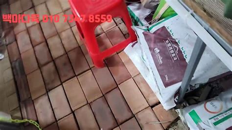 125 설특가 블렉탑 녹금 라이브 방송 색금 창금 금다육 명품창 다육이 힐링♡ Youtube