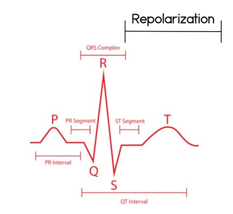 Depolarization And Repolarization Of The Heart Understanding Cardiac Action Potential