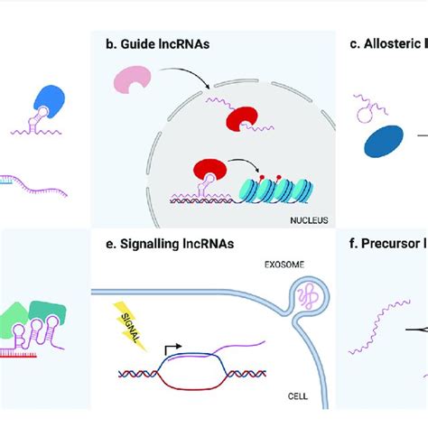 Schematic Representation Of Long Non Coding Rnas Lncrnas Different Download Scientific