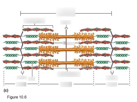 Structure Of Sarcomere Diagram Quizlet