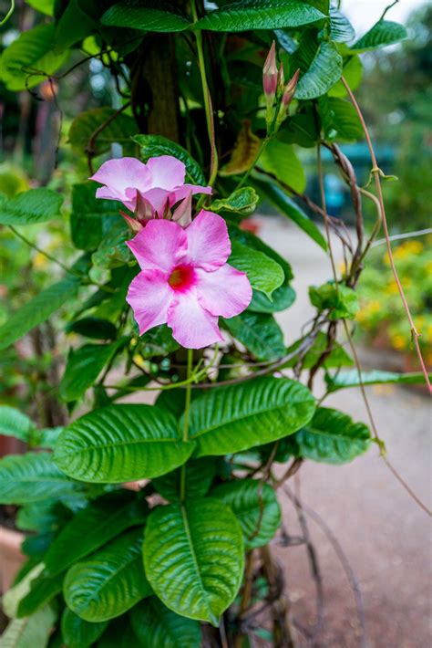 Mandevilla Propagation How To Propagate Mandevilla From Seeds Or