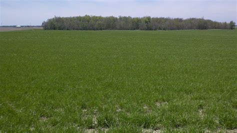 Перегляньте 8 ідей на дошці Clipart Grass Field та на тему