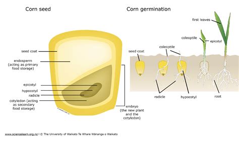 Corn Seed Diagram