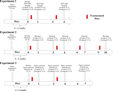 The Temporal Relationship Between Treatments Imaging And Histological Download Scientific