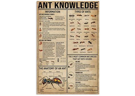 Ant Knowledge Poster Types Of Ants Poster The Anatomy Of An Ant Ant Canvas Art Ant Wall Art