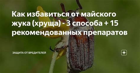 Как избавиться от личинок майского жука - препараты и народные методы