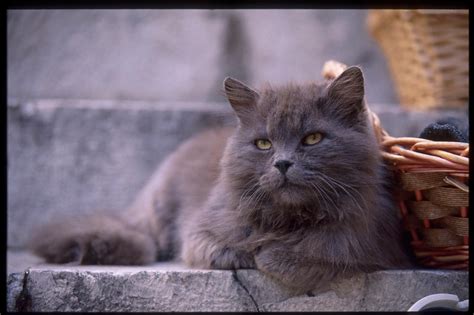 Different Types Of Cats Biological Science Picture Directory Pulpbits Net