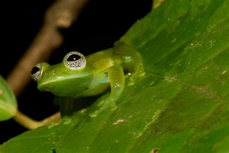 Ghost Glass Frog