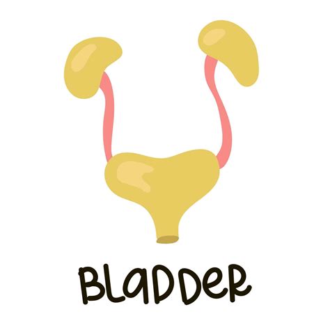 Vector Illustration Of The Concept Of The Human Urinary System On A