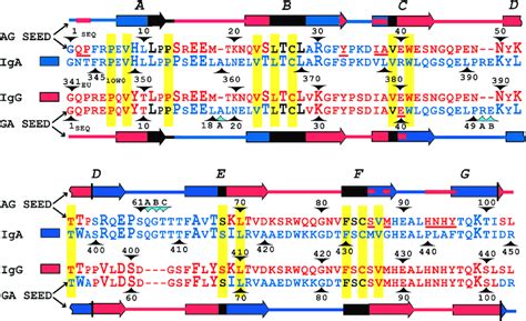 Primary Sequence Comparison Of Igg Iga And Seed C H 3 Domain