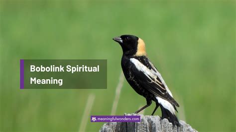Bobolink Spiritual Meaning Power Of Creative Expression Bobolink Spiritual Meaning Power Of Creative Expression