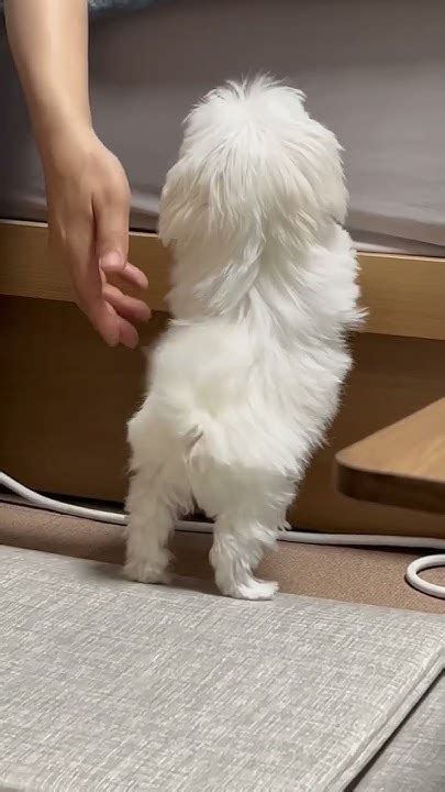 바람 불면 날아갈까 겁나던 시절 까꿍이 Youtube