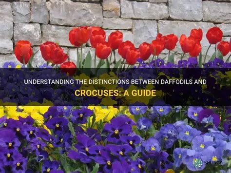 Understanding The Distinctions Between Daffodils And Crocuses A Guide Shuncy