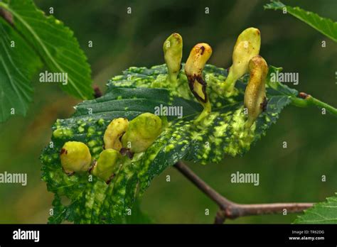 Fig Gall Aphid Elm Grass Root Aphid Elm Sack Gall Aphid Byrsocrypta Ulmi Tetraneura Ulmi
