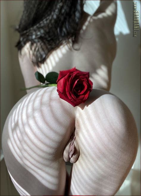 تقدیم به لیسرای گل دوست