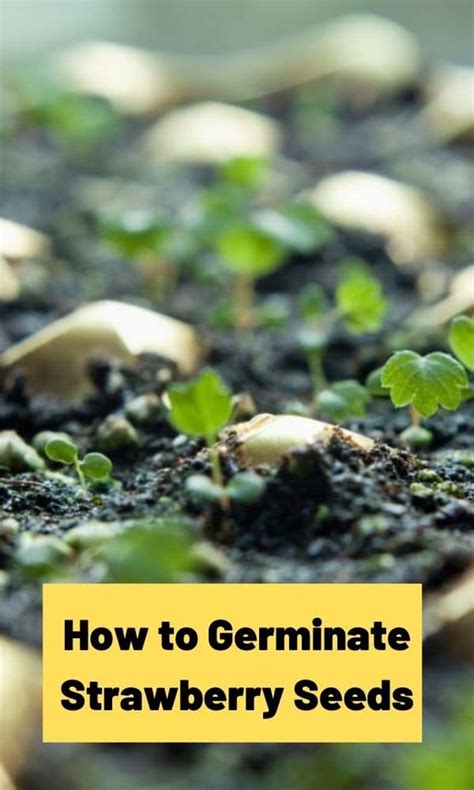 How To Germinate Strawberry Seeds Strawberry Plants
