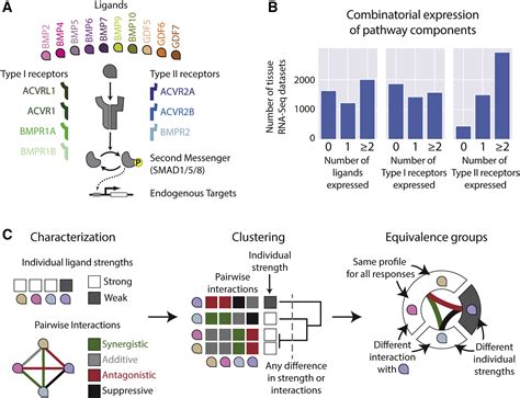 The Context Dependent Combinatorial Logic Of Bmp Signaling Cell Systems