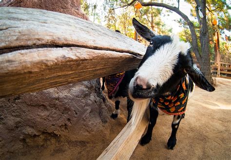 Ultimate Guide To The Goats Of Disneyland Disney Tourist Blog
