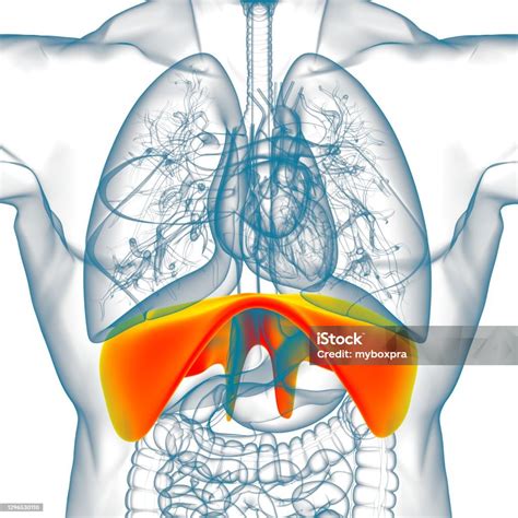 다이어프램 인간 호흡기 해부학 용 의료 개념 3d 렌더링 폐에 대한 스톡 사진 및 기타 이미지 폐 횡격막 0명 Istock