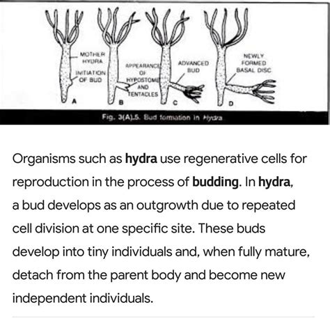 Budding In Hydra