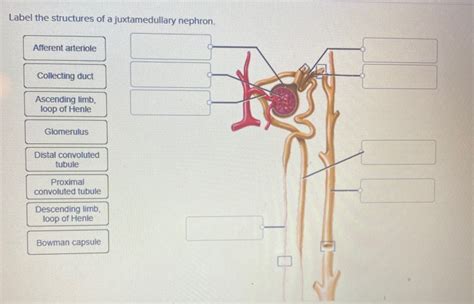 Solved Label the structures of a juxtamedullary nephron. | Chegg.com