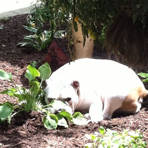 Isabelle Camouflaged Among The Flowers