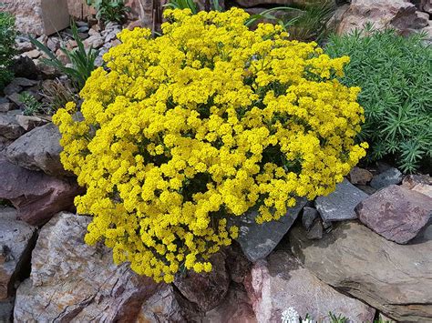 The Different Types Of Alyssum Photos Garden Lovers Club