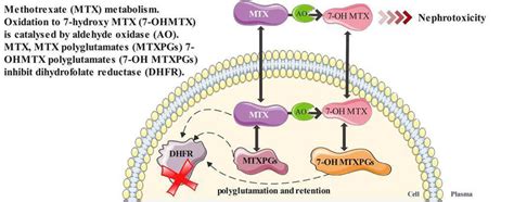 Methotrexate Mtx Metabolism Pathways Download Scientific Diagram