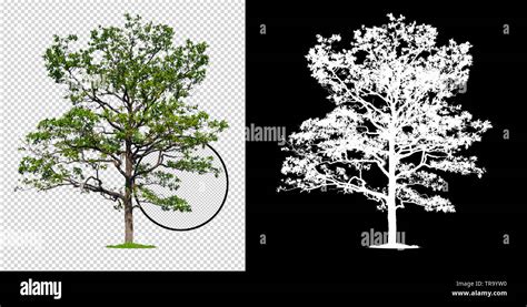 Single Tree With Clipping Path And Alpha Channel Stock Photo Alamy