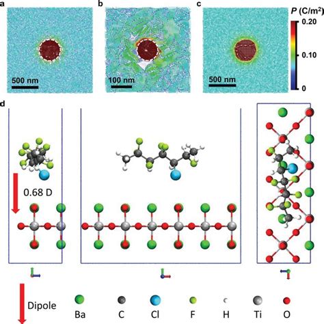 Structure Of Cellulose Fibrils Download Scientific Diagram
