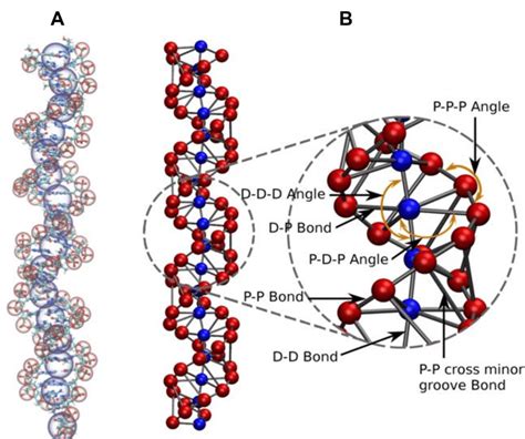A A Schematic Illustration Showing The Dna Model At The All Atom Download Scientific Diagram