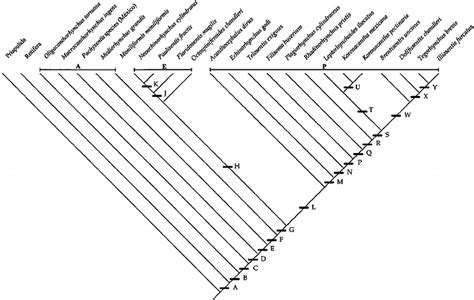 Single Most Parsimonious Tree Resulting From A Cladistic Analysis Of 22 Download Scientific