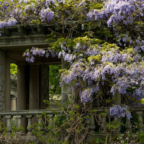 Hatley Park And Hatley Castle Attractions Victoria