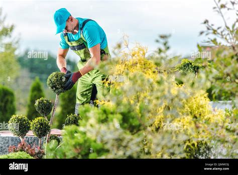 Caucasian Male Garden Worker Pruning Evergreen Boxwood Shrubs During